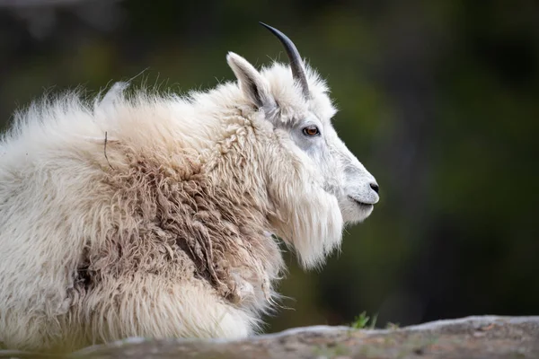 White mountain goat Stock Photos, Royalty Free White mountain goat ...