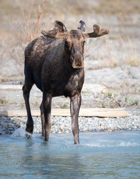 Alaska moose canoe Stock Photos, Royalty Free Alaska moose canoe Images ...