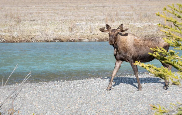 O rio alce Stock Photos, Royalty Free O rio alce Images | Depositphotos