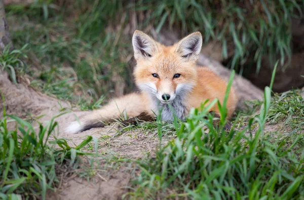 Red Fox Canada — Stock Photo © jill@ghostbear.org #344091666