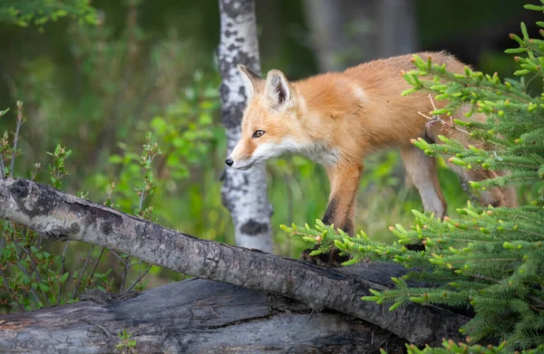 Red Fox Canada — Stock Photo © jill@ghostbear.org #344091666