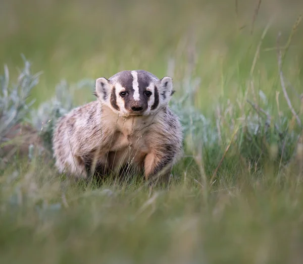 Tejón americano fotos de stock, imágenes de Tejón americano sin ...