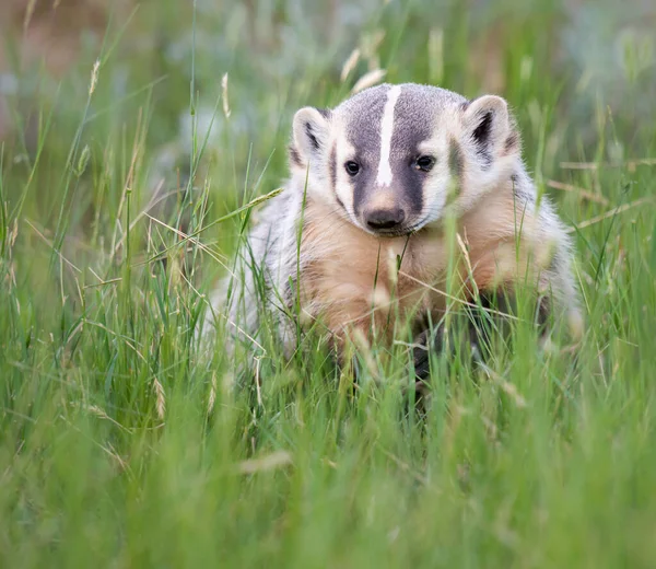 Tejón americano fotos de stock, imágenes de Tejón americano sin ...