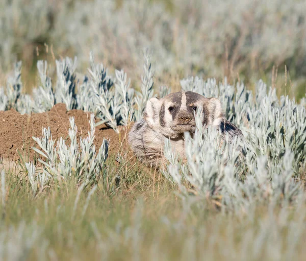 Tejón americano fotos de stock, imágenes de Tejón americano sin ...