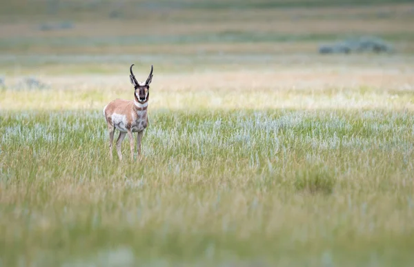 Pronghorn national park Stock Photos, Royalty Free Pronghorn national ...