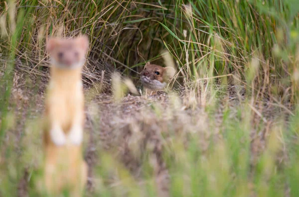 Weasel family Stock Photos, Royalty Free Weasel family Images ...