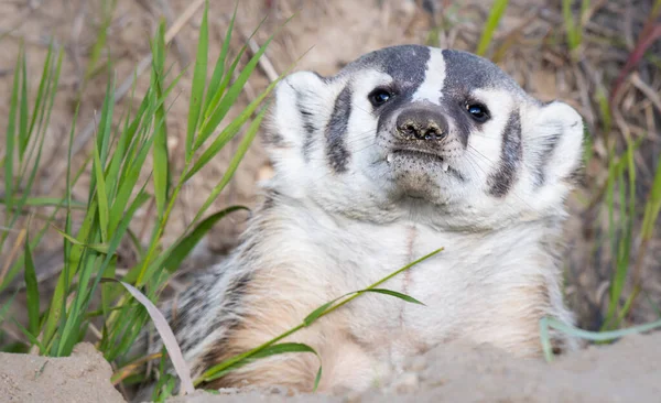 American Badger Cute