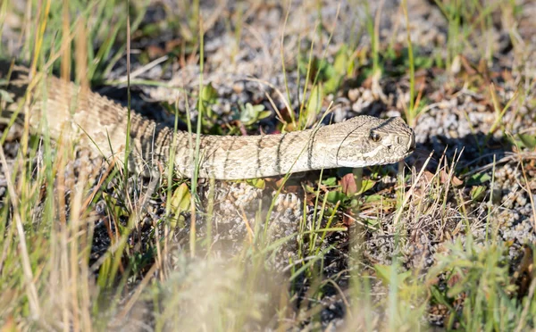 Prairie rattlesnake Stock Photos, Royalty Free Prairie rattlesnake ...
