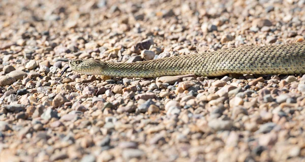 Of prairie rattlesnake Stock Photos, Royalty Free Of prairie ...