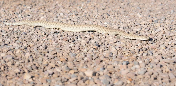 Of prairie rattlesnake Stock Photos, Royalty Free Of prairie ...