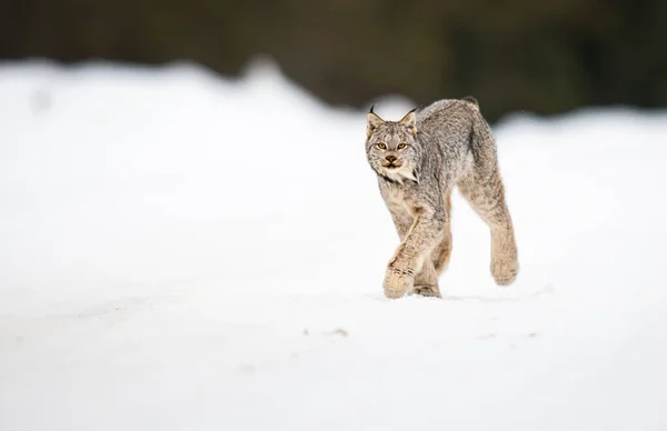 Running lynx Stock Photos, Royalty Free Running lynx Images | Depositphotos