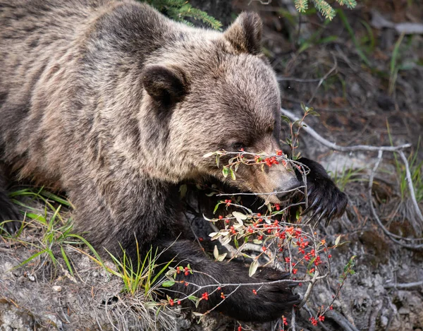 Alimento de oso fotos de stock, imágenes de Alimento de oso sin ...