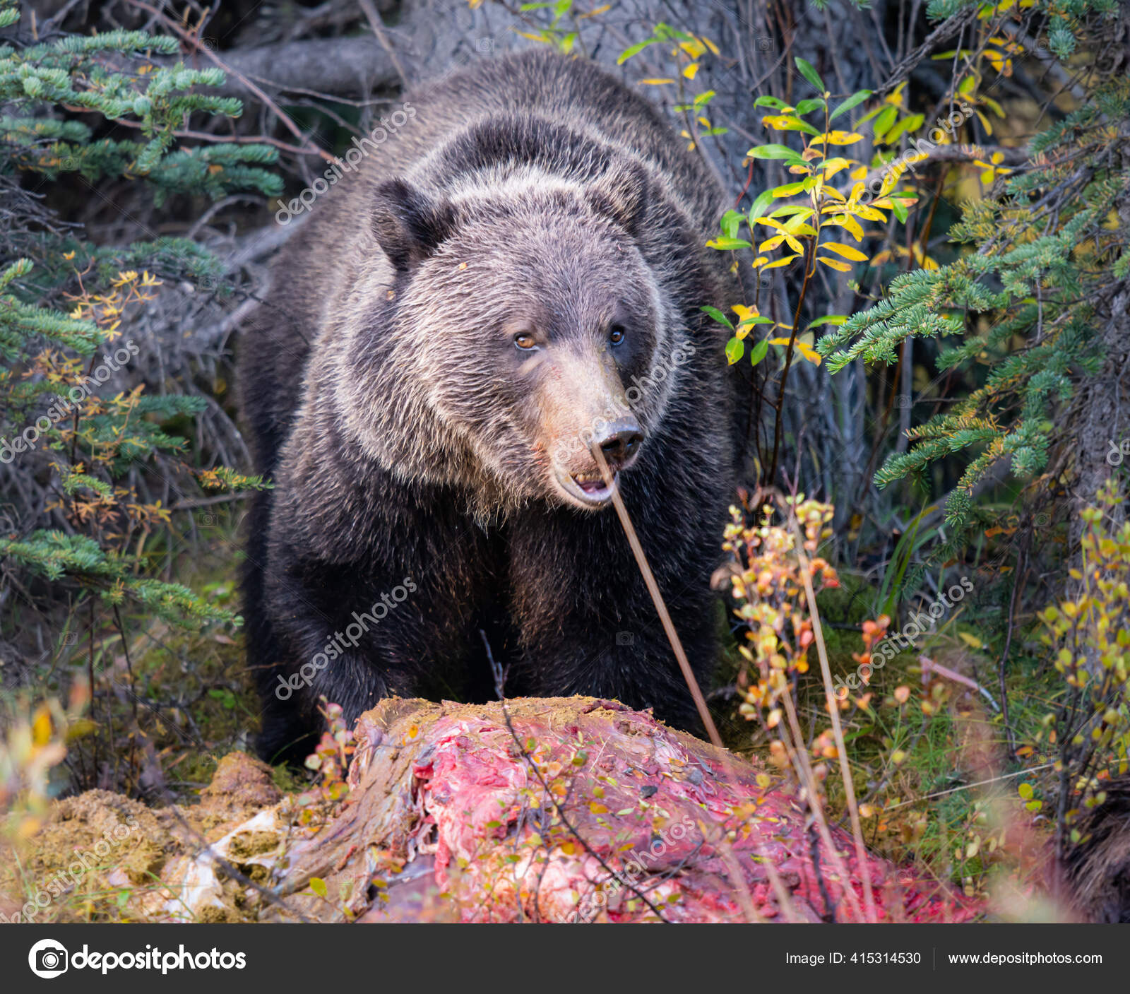 Grizzly Bear Fall Stock Photo by ©jill@ghostbear.org 415314530