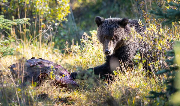 Grizzly Bear Fall — Stock Photo © jill@ghostbear.org #415314798