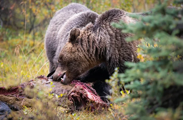 Grizzly Bear Fall — Stock Photo © jill@ghostbear.org #415314798