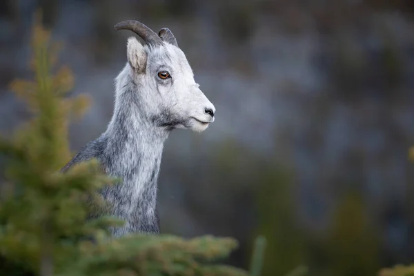 Alpine goat portrait Stock Photos, Royalty Free Alpine goat portrait ...
