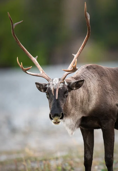 Canadian Caribou Face