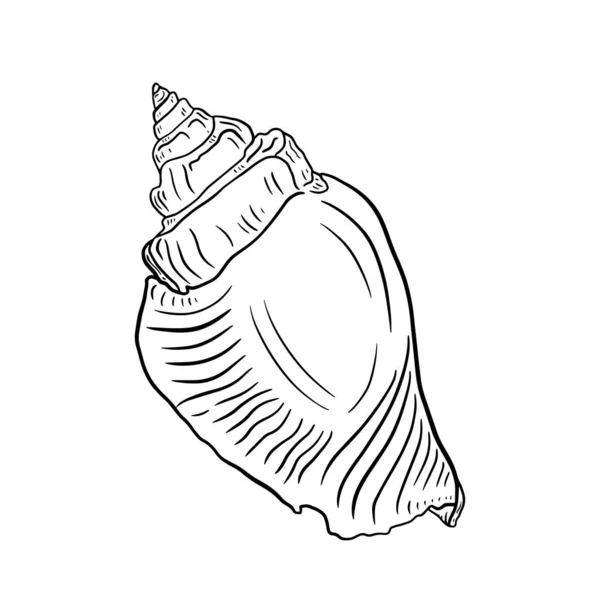 Conch Simple Drawing