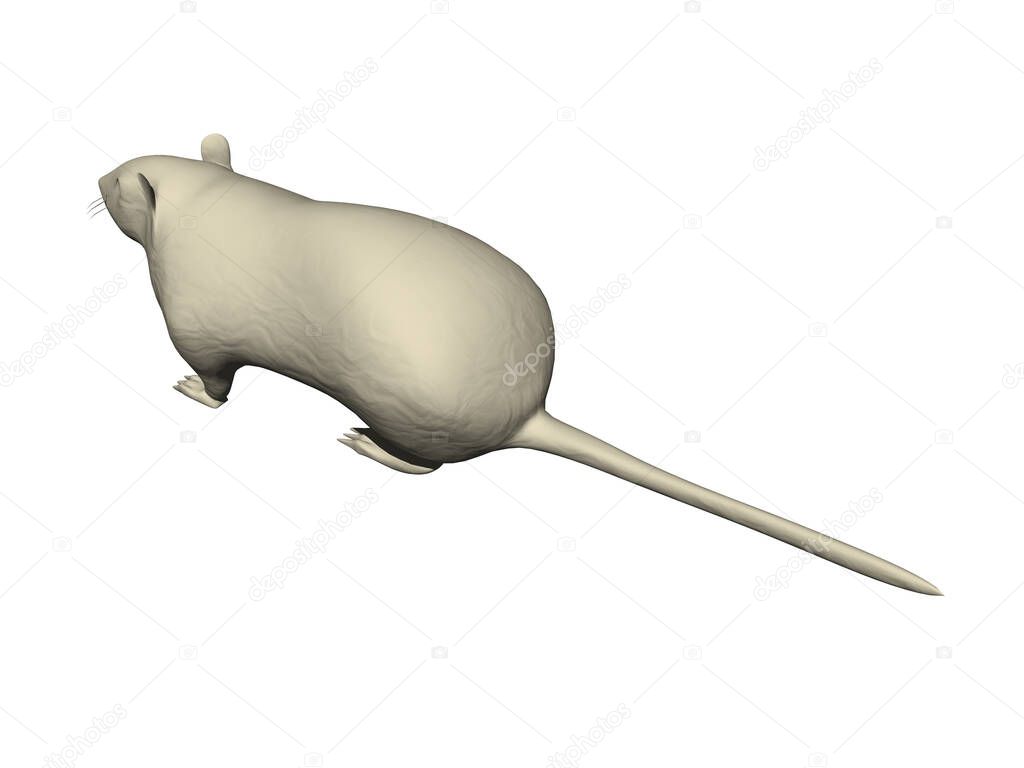 rata blanca de laboratorio con cola larga 2024