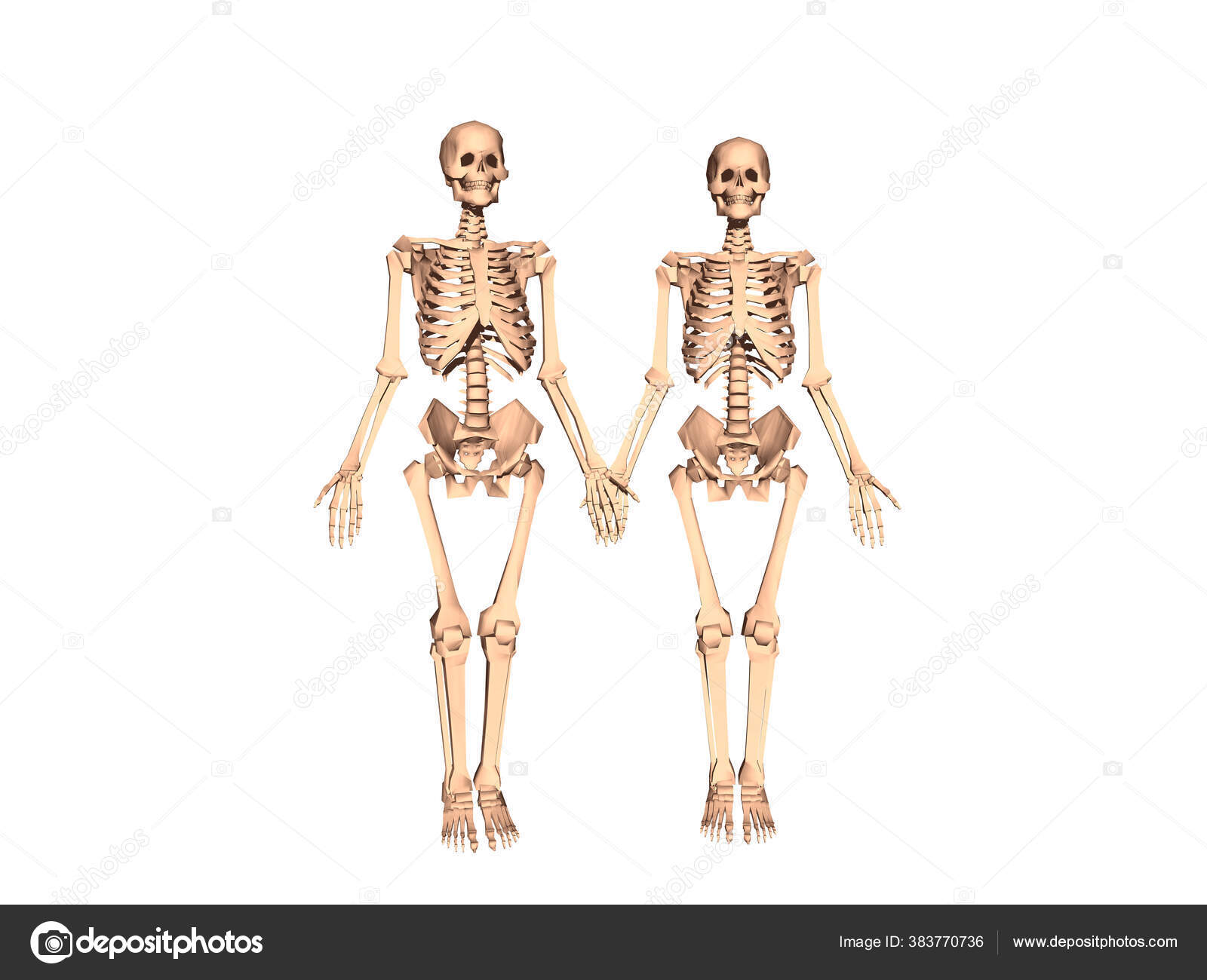 Human Skeleton Bones Joints — Stock Photo © dr.lange.unitybox.de #383770736