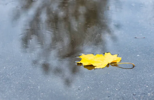 Yellow puddle Images - Search Images on Everypixel
