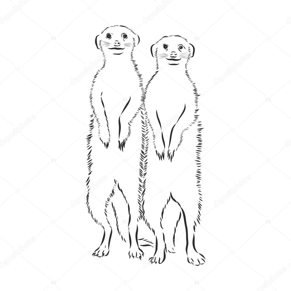 icono de suricata. signo animal. suricata animal, ilustración de ...