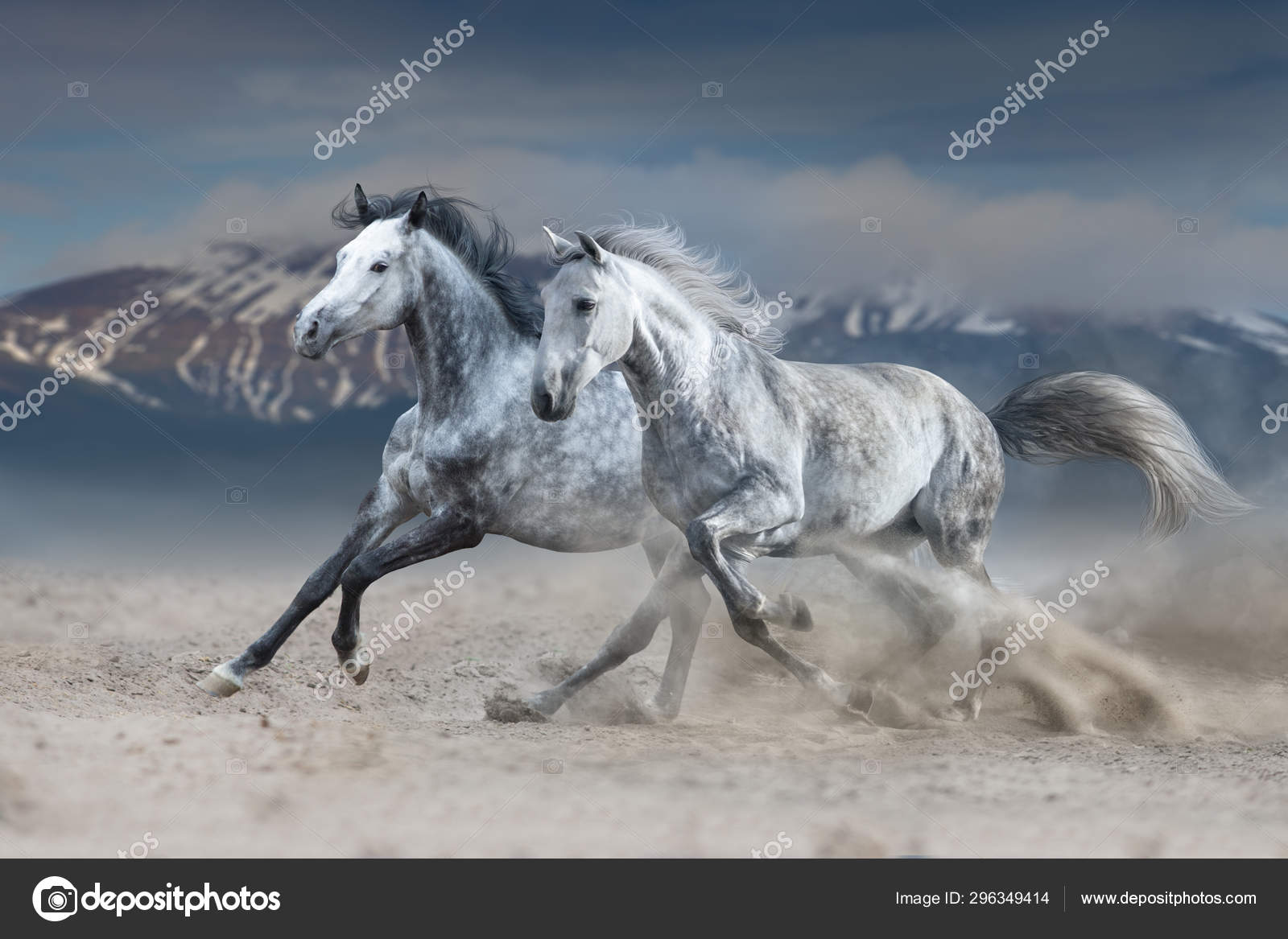 Two Grey Horse Galloping Sandy Dust Stock Photo by ©callipso_art 296349414