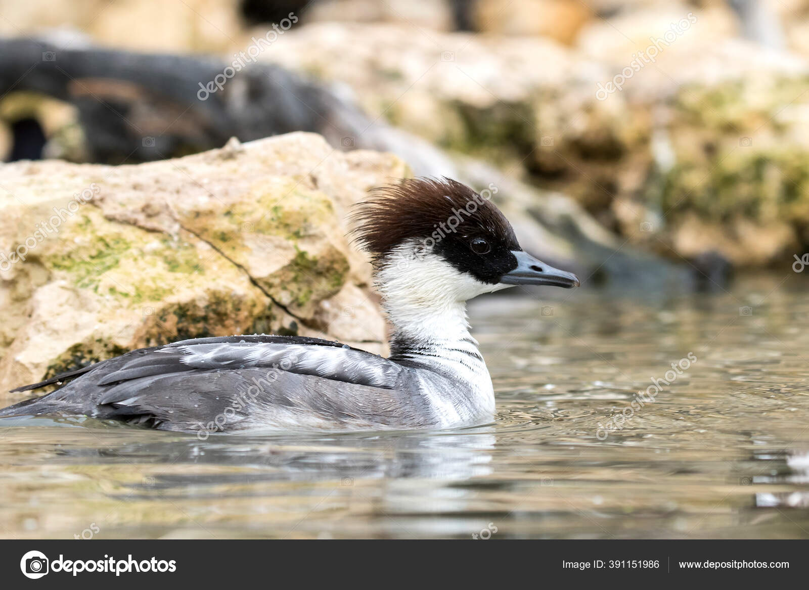 Smew Duck Mergellus Albellus — Stock Photo © Davpe #391151986