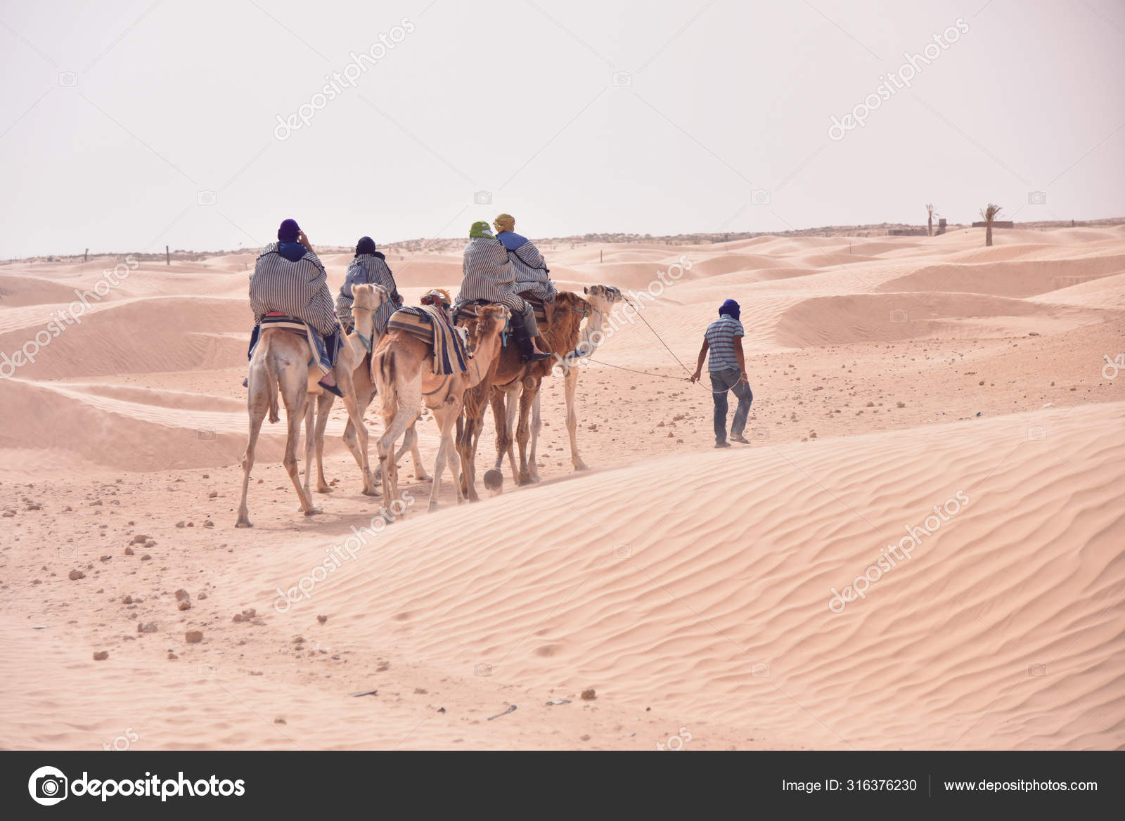 Camels caravan going in sahara desert in Tunisia, Africa. Touris ...