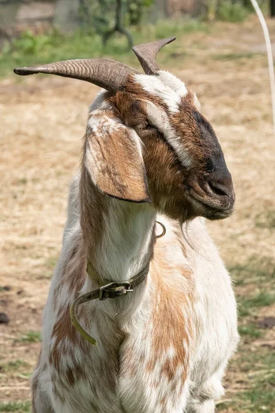 Chinese knot goat Stock Photos, Royalty Free Chinese knot goat Images ...