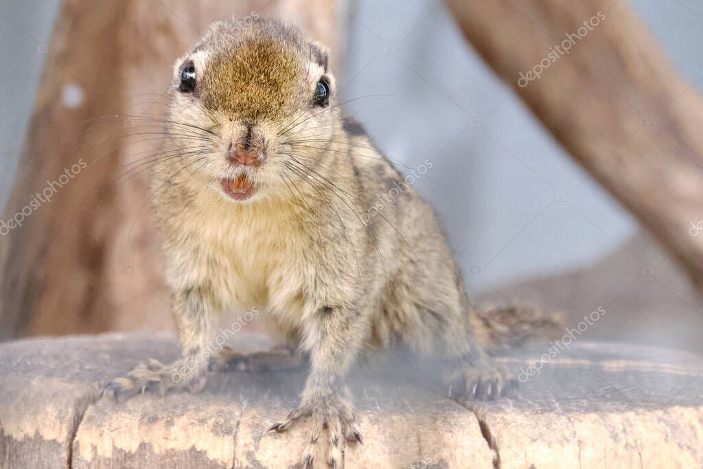 Una ardilla rayada de las ardillas de las marmotas de los roedores ...