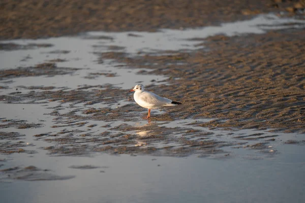 Seagull poop Stock Photos, Royalty Free Seagull poop Images | Depositphotos