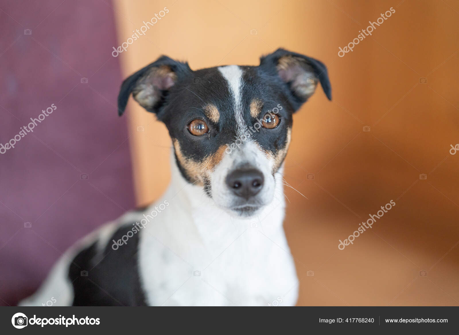 Jack Russell Terrier Adulto Blanco Y Negro Jack Russell Adulto Perros