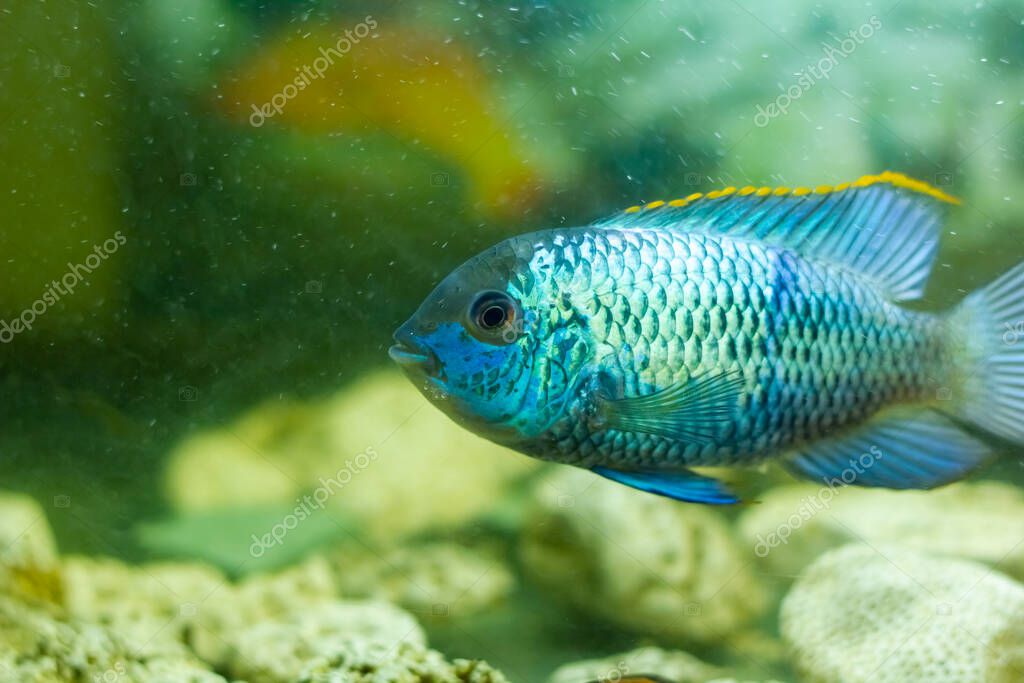 peces tropicales azules en el acuario, peces exóticos en el acuario 2022