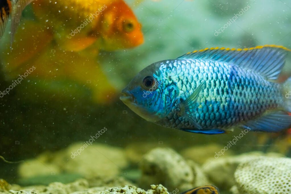 peces tropicales azules en el acuario, peces exóticos en el acuario 2024