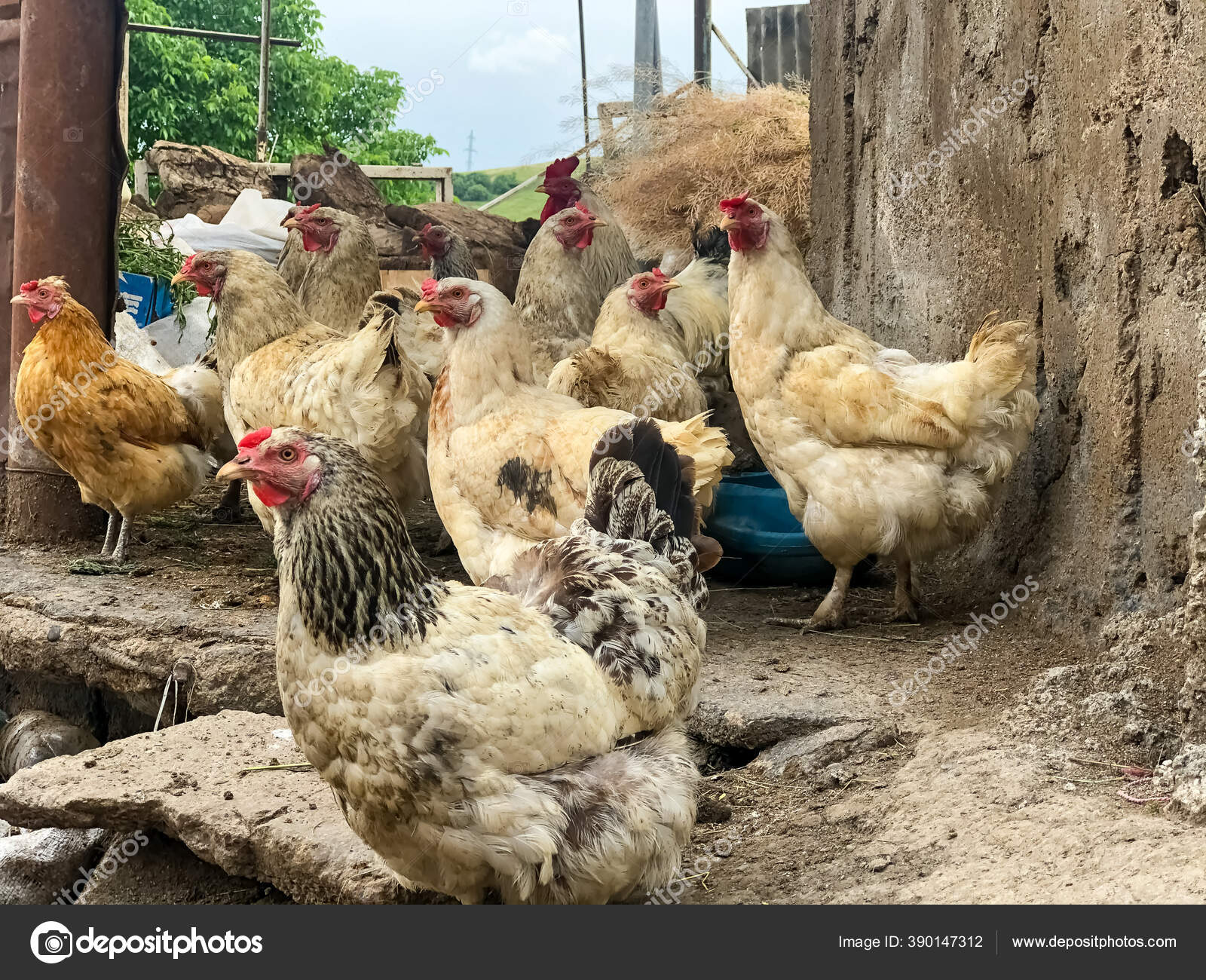 Farm Animals Farm Group Chickens Chicken Farm — Stock Photo © gegham ...