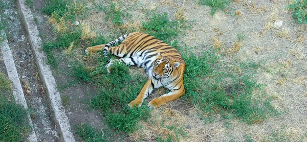 Tiger feces Stock Photos, Royalty Free Tiger feces Images | Depositphotos