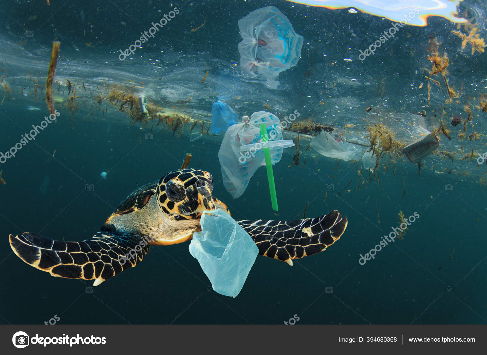Sea Turtles In Trash