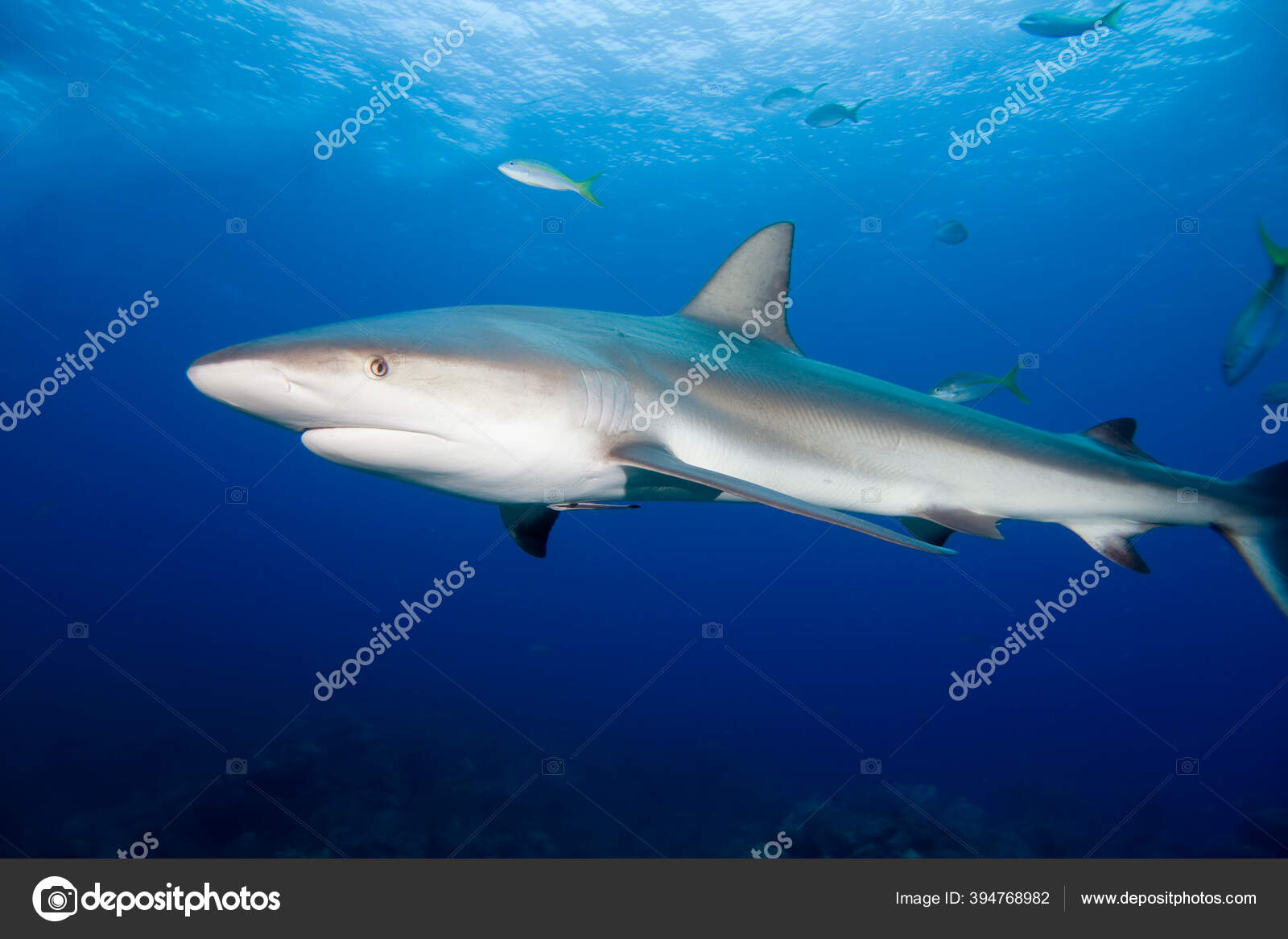 Terrible Shark Marine Inhabitants Underwater Scene Deep Blue Ocean ...