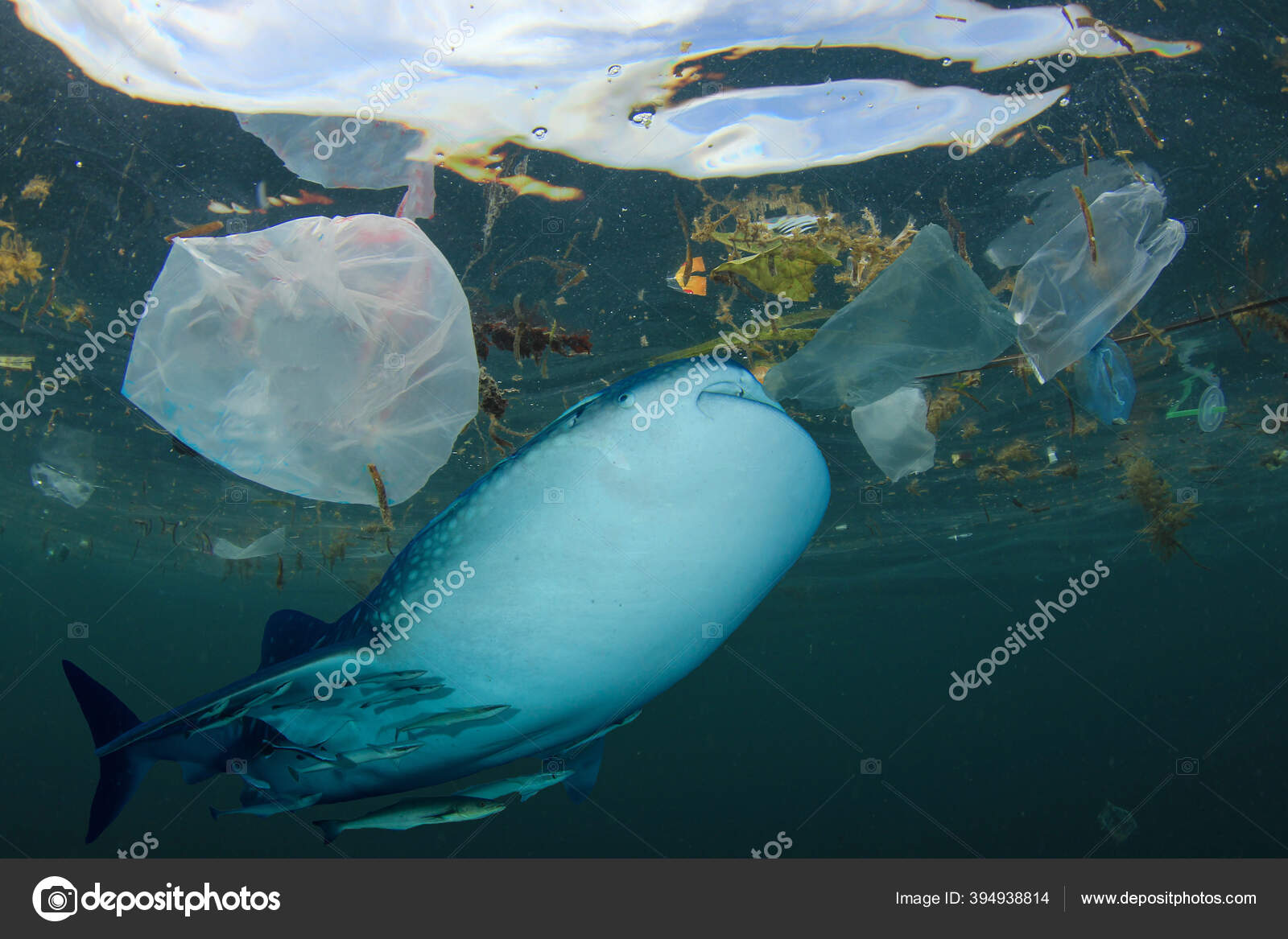 Ocean Pollution Whales