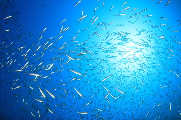 School of glassfish Stock Photos, Royalty Free School of glassfish ...