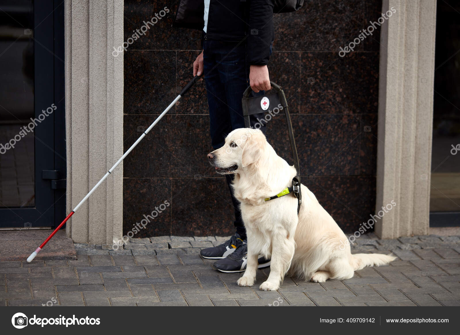 Guide dog helping blind person with long cane walking in city — Stock ...