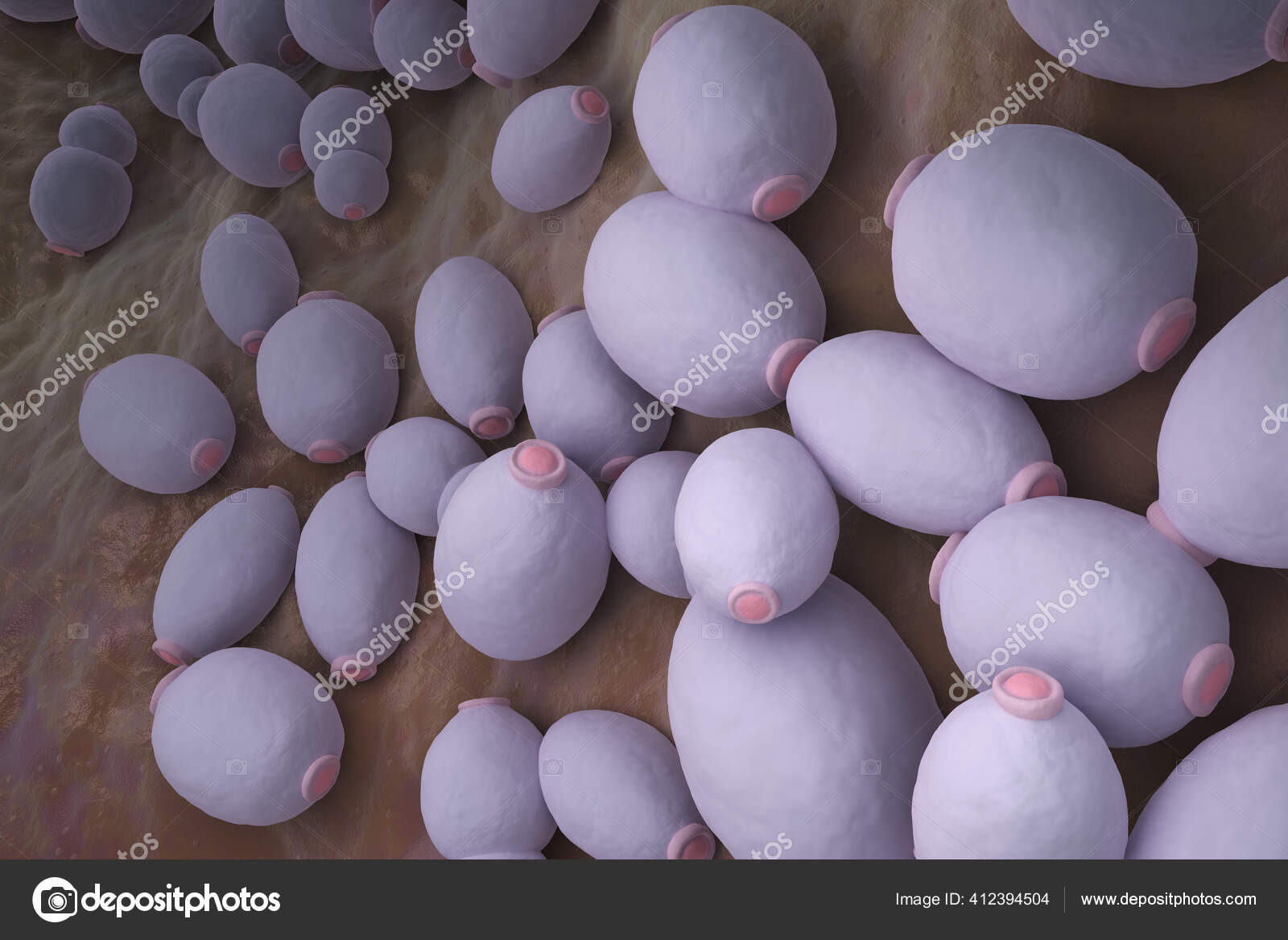 Candida Albicans Fungo Diploide Que Cresce Tanto Como Células ...