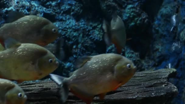 Criancas na escola Stok Video, Telif haksız Criancas na escola çekimler ...