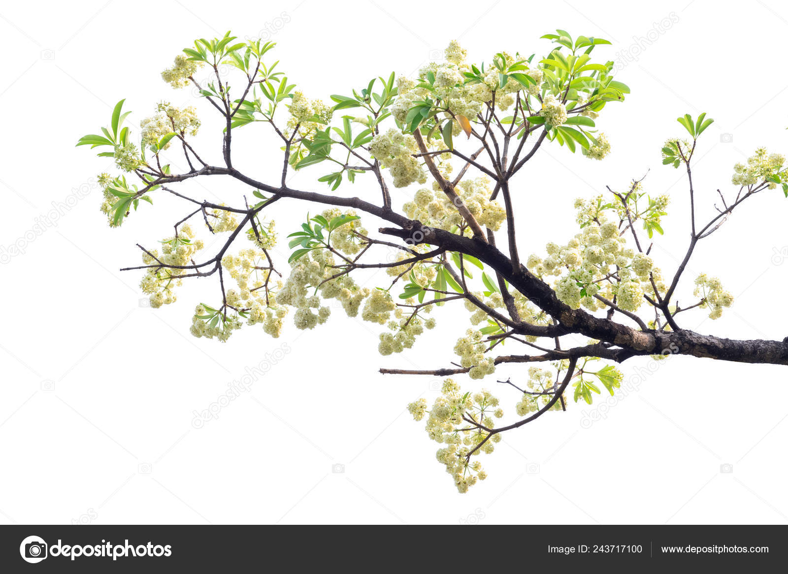 Tree Branch Isolated White Background Stock Photo by ©ducksmall 243717100