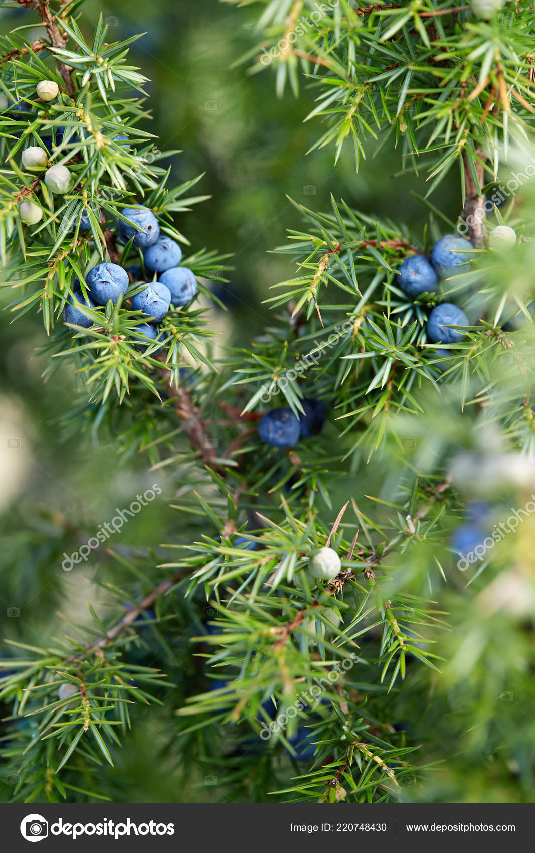 Juniper Berries Tree