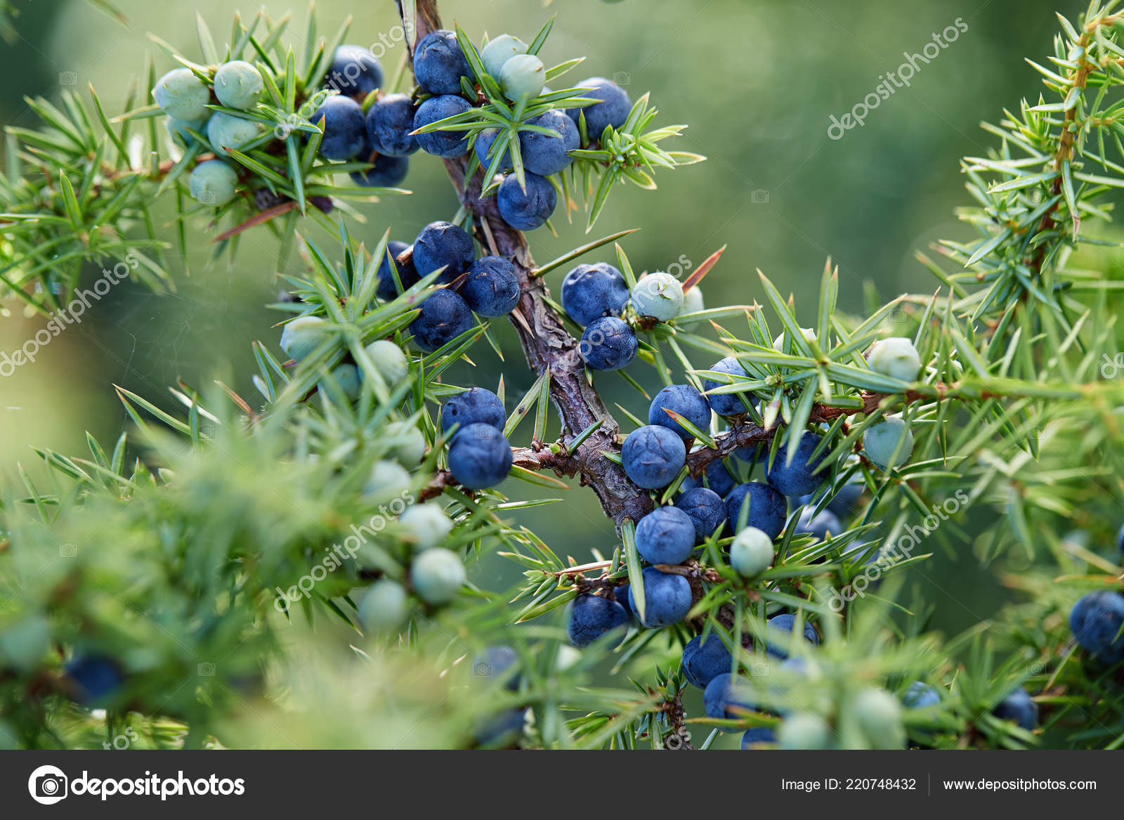 Enebro Virginiana Flecha Azul Imágenes De árboles Juniperus Virginia