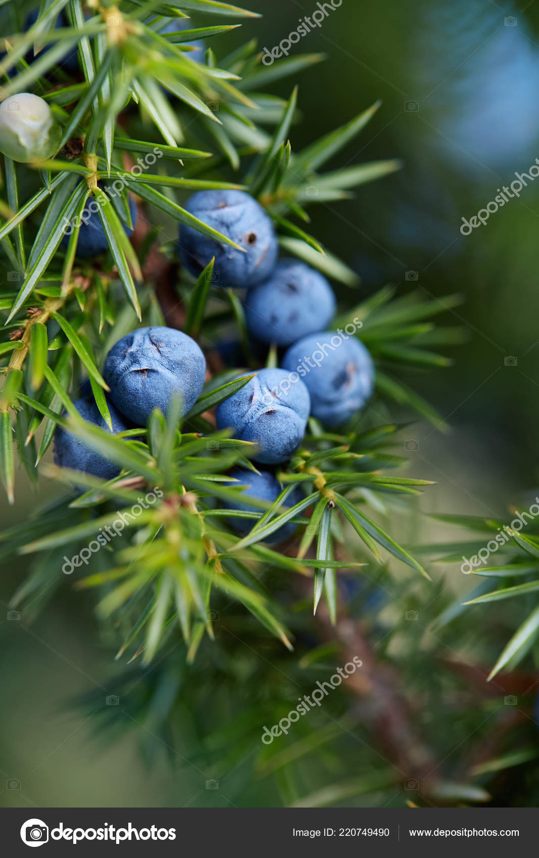 Juniper Tree Berries