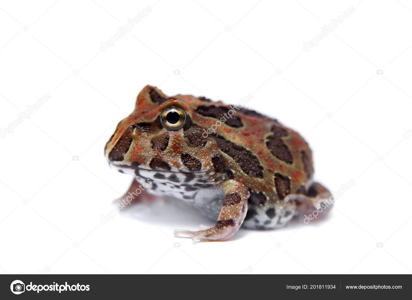 The chachoan horned frog isolated on white — Stock Photo © Farinosa ...