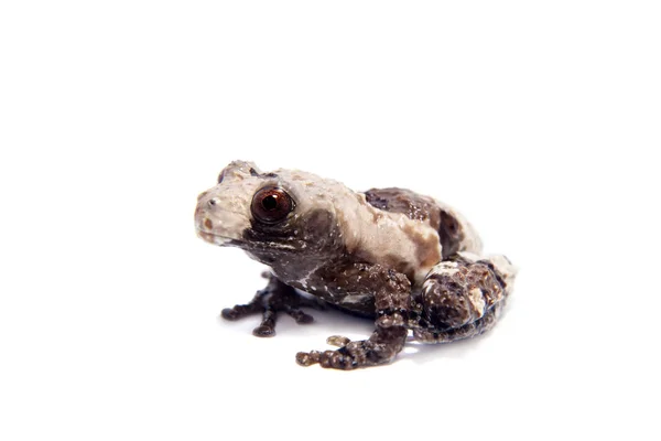 Frog poop Stock Photos, Royalty Free Frog poop Images | Depositphotos